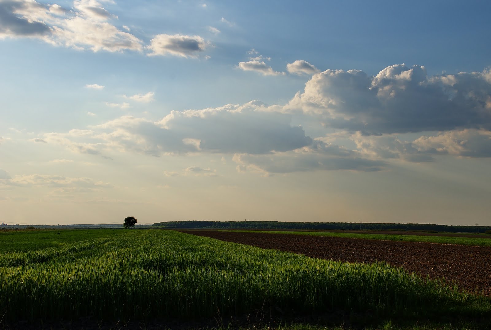 sandufeher: Peisaj din Campia de Vest