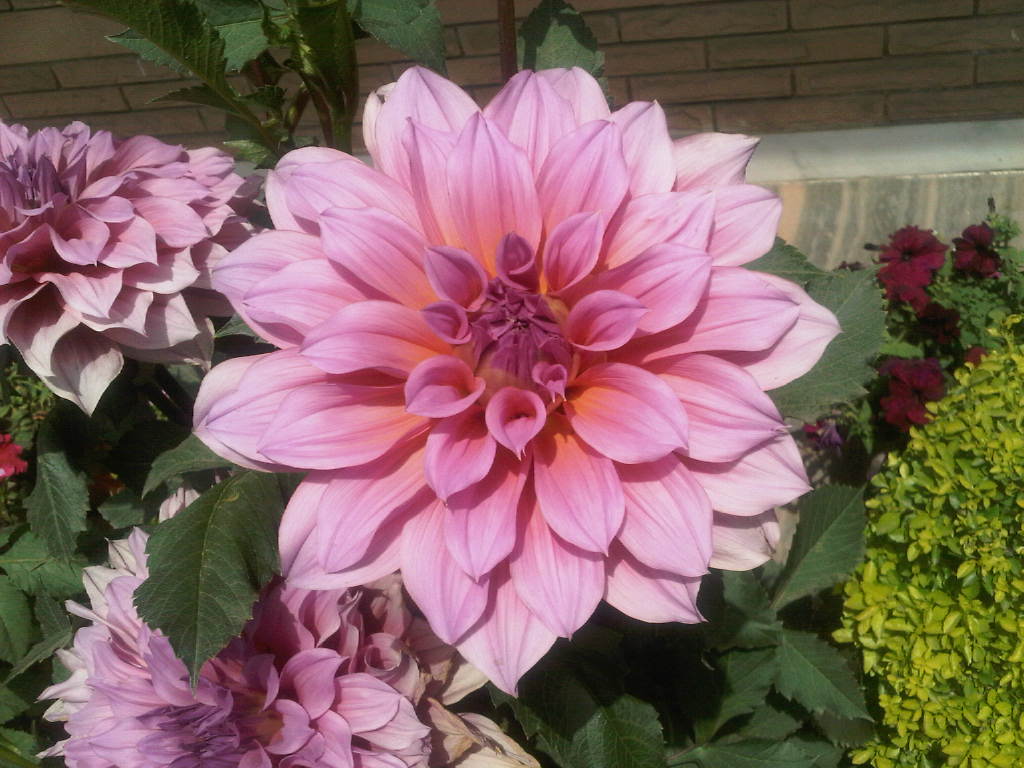 Dhara...The Earth...An Indian gardening blog: Dahlias in a Springtime ...
