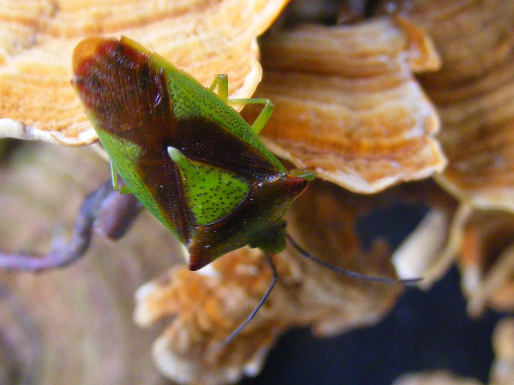 Days on the Claise: Coriander Induced Musings