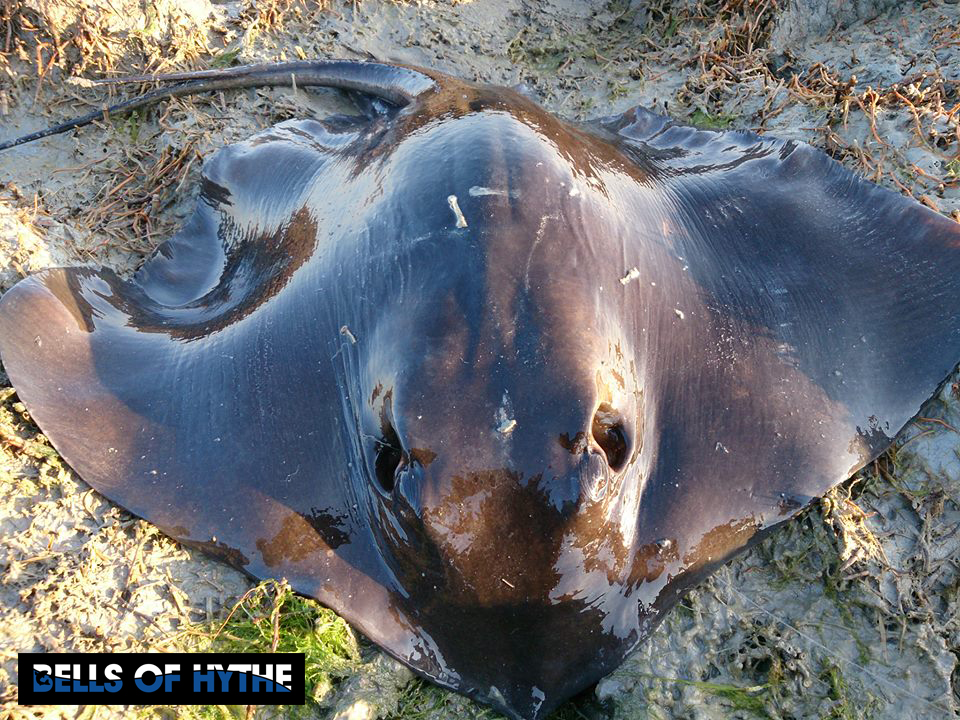 Shop News Blog:: Summer Madness!