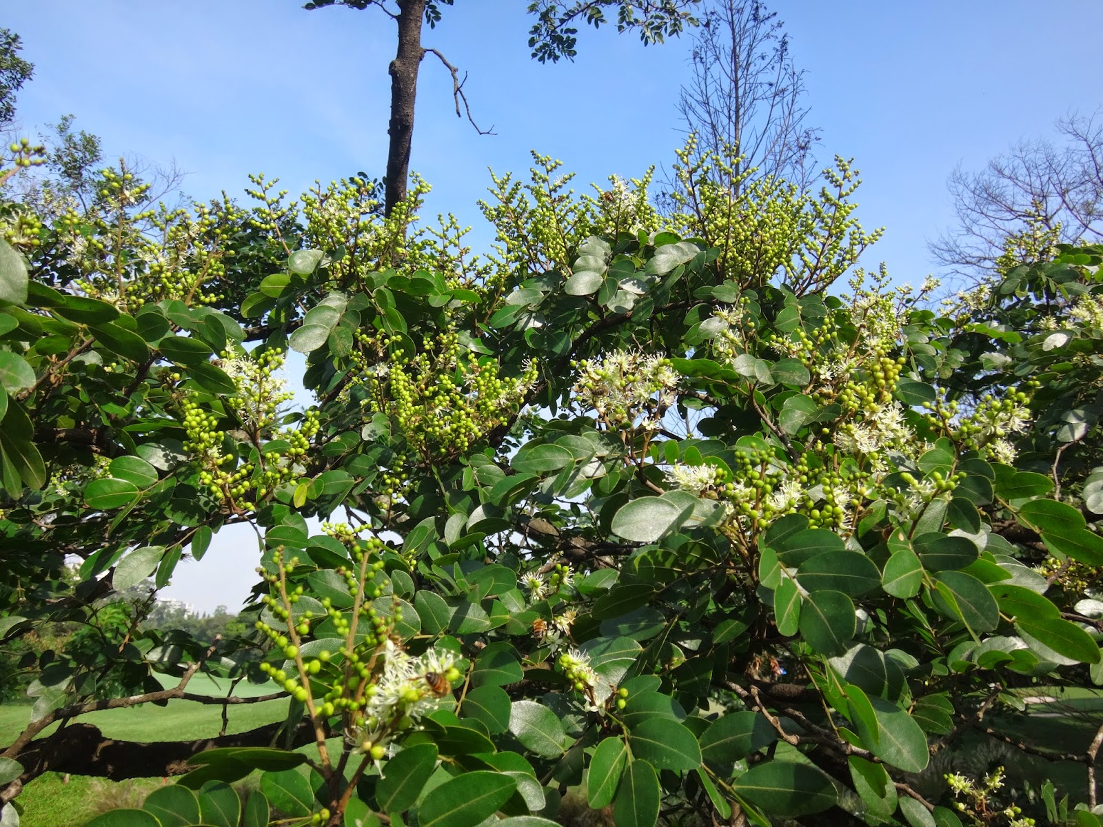 Uma flor por dia: Copaíba