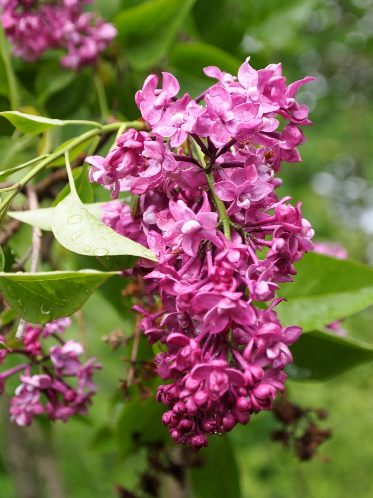 Fiskarstugan: Syrener syrener syrener