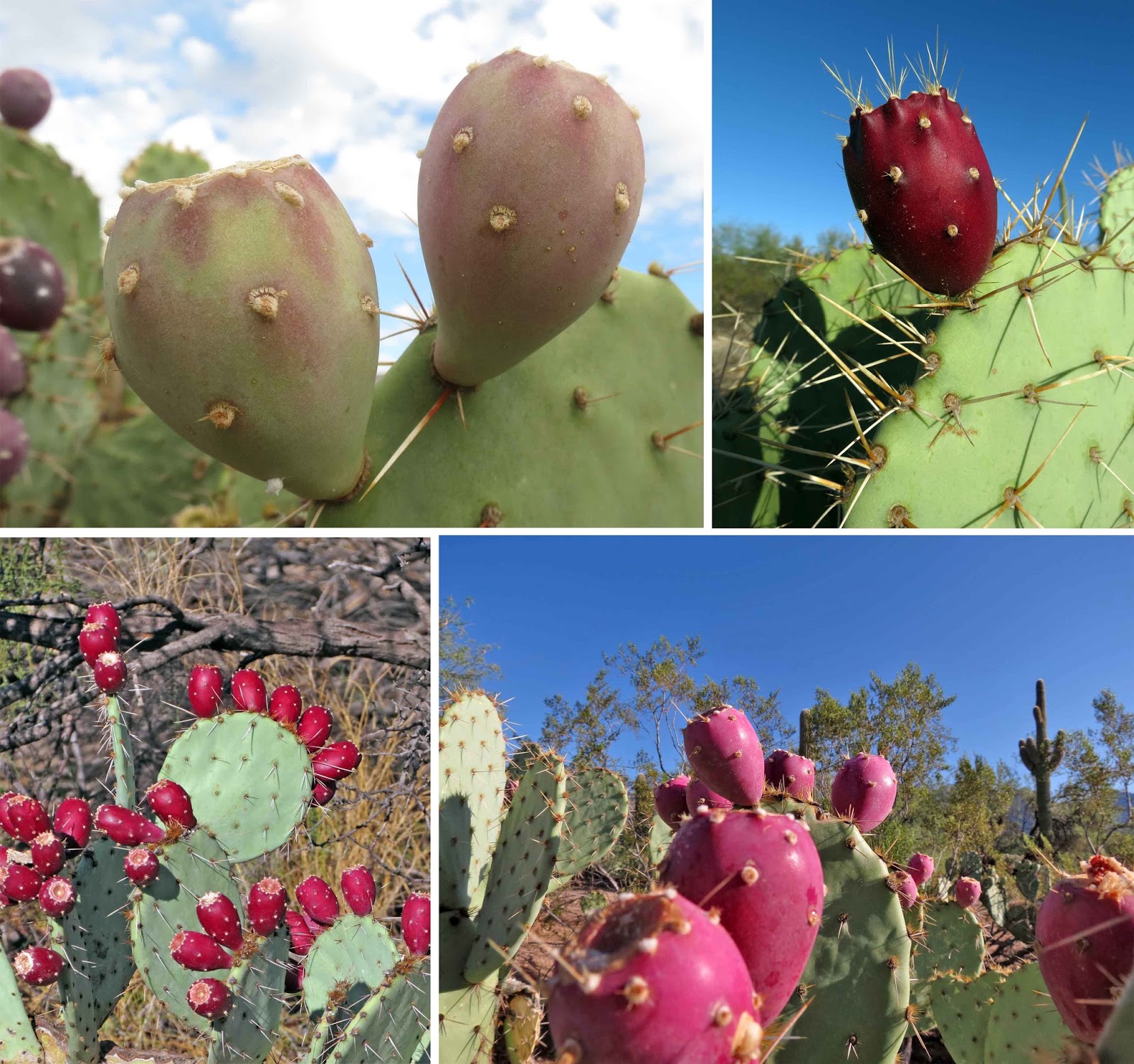 Desert Colors: August 2014