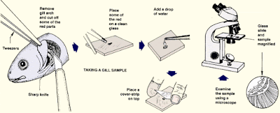 \ Metode Pemeriksaan mikroskopis insang pada ikan