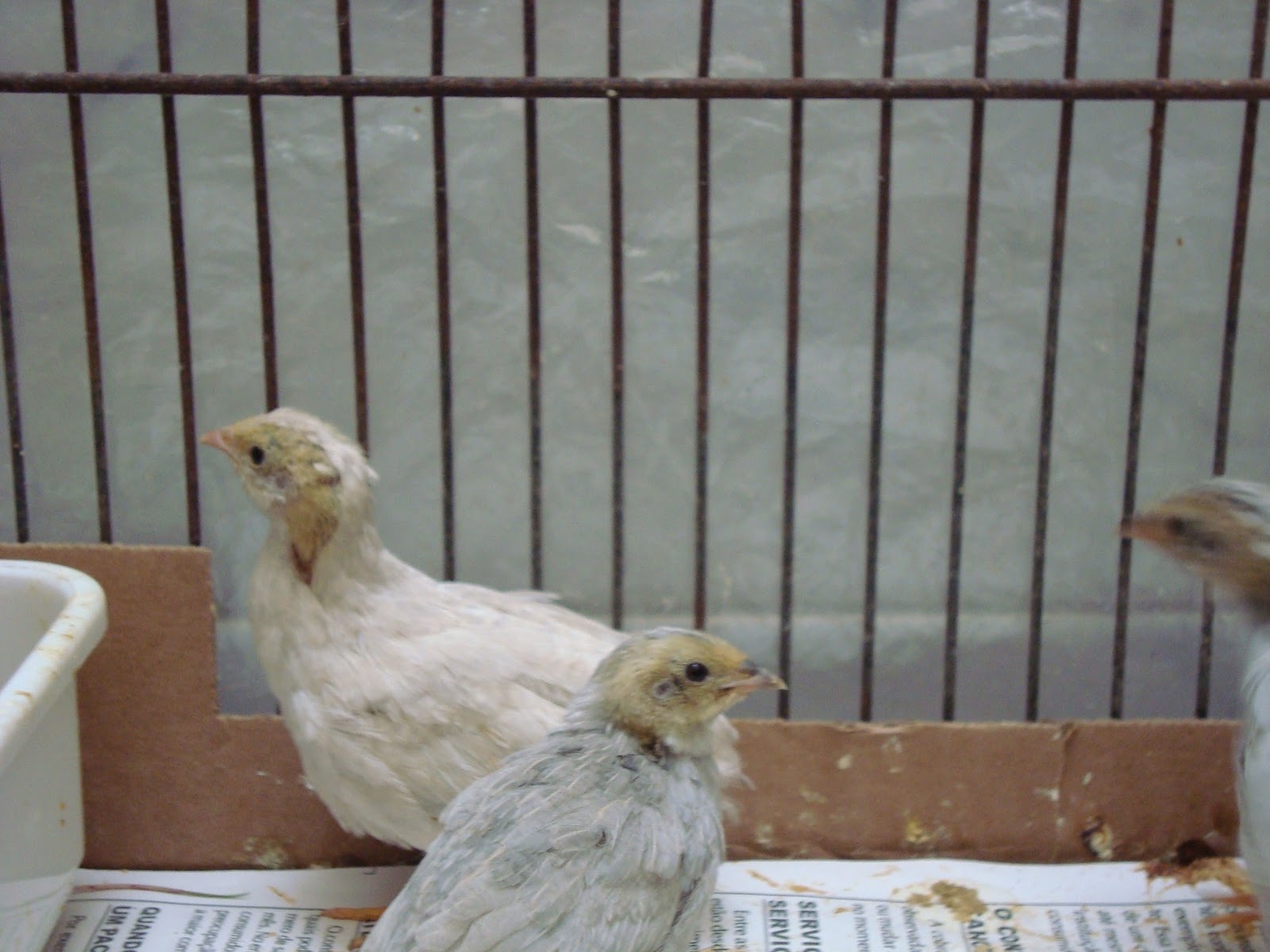 codorna chinesa: Codorna Chinesa Blue Face , Cinnamon (Canela) , Silver ...