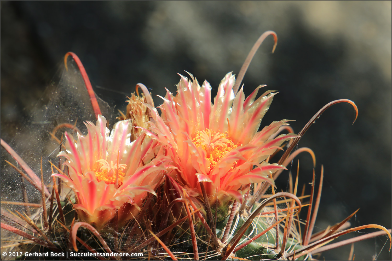 Cactus flowers brighten summer doldrums