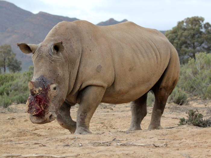 Natureza Viva: Rinoceronte