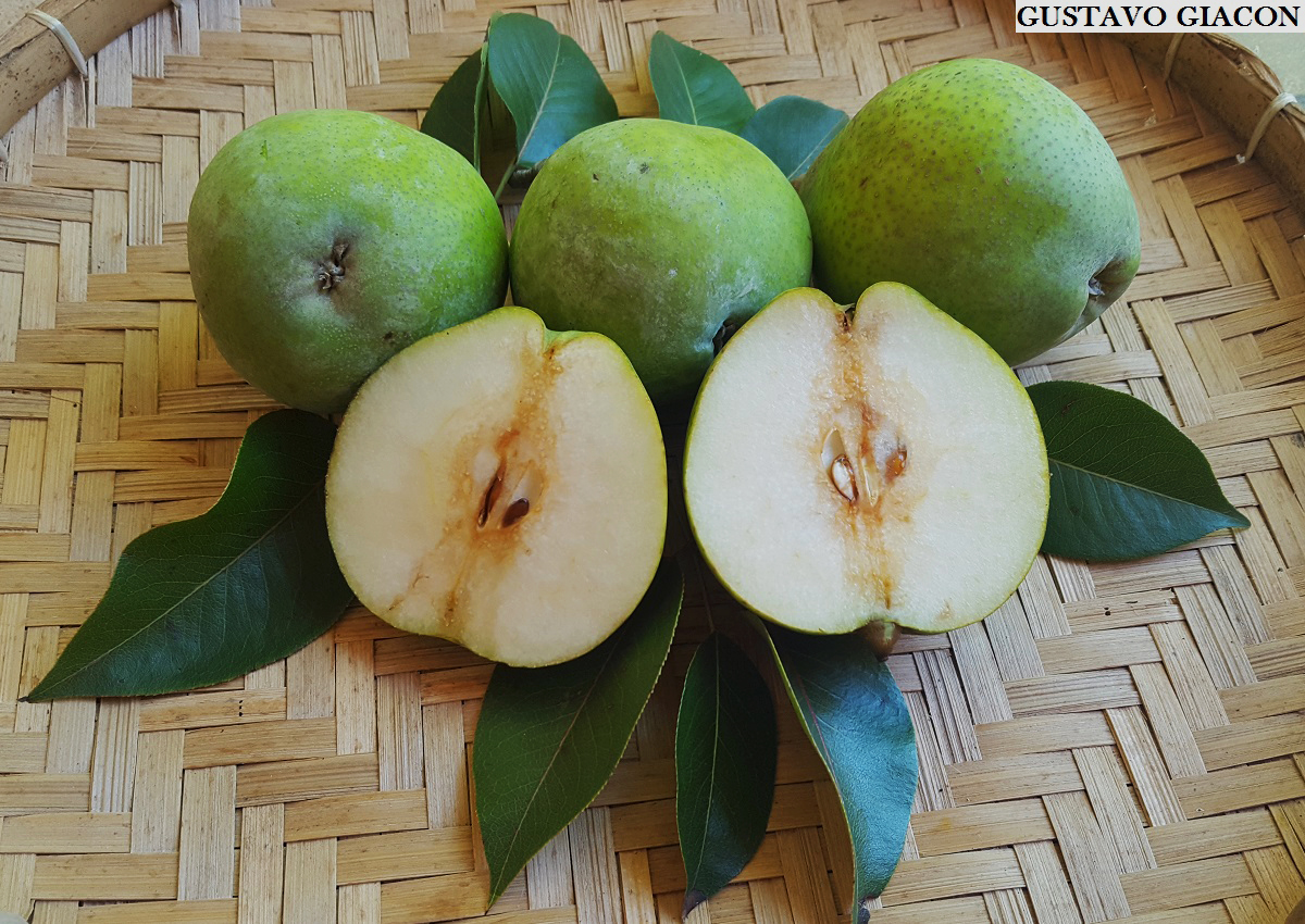 Viveiro Ciprest - Plantas Nativas e Exóticas: Pera D'água ( Pyrus ...