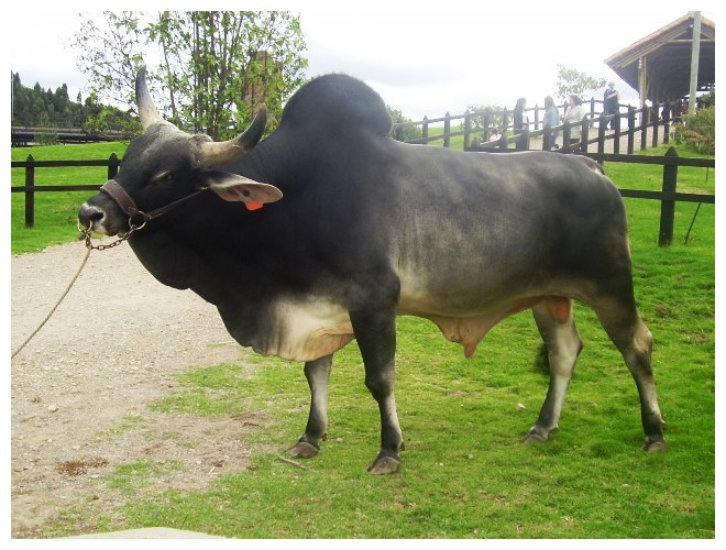 Generalidades de la Ganadería Bovina.: octubre 2012