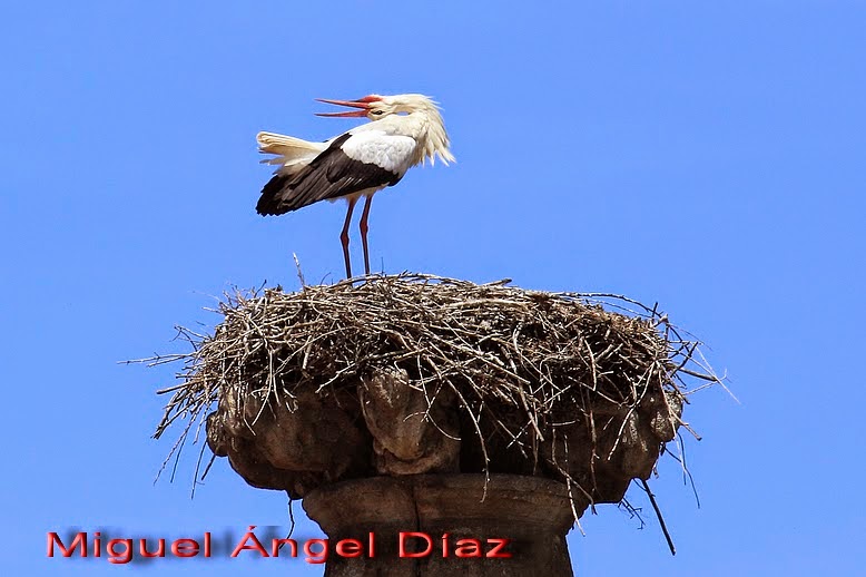 Cuaderno de Campo: Cigüeña blanca (Ciconia ciconia)