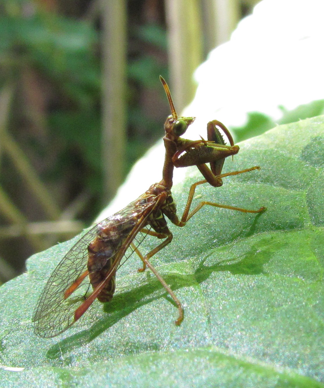 Bug Eric: Spider Sunday: Spider Enemies