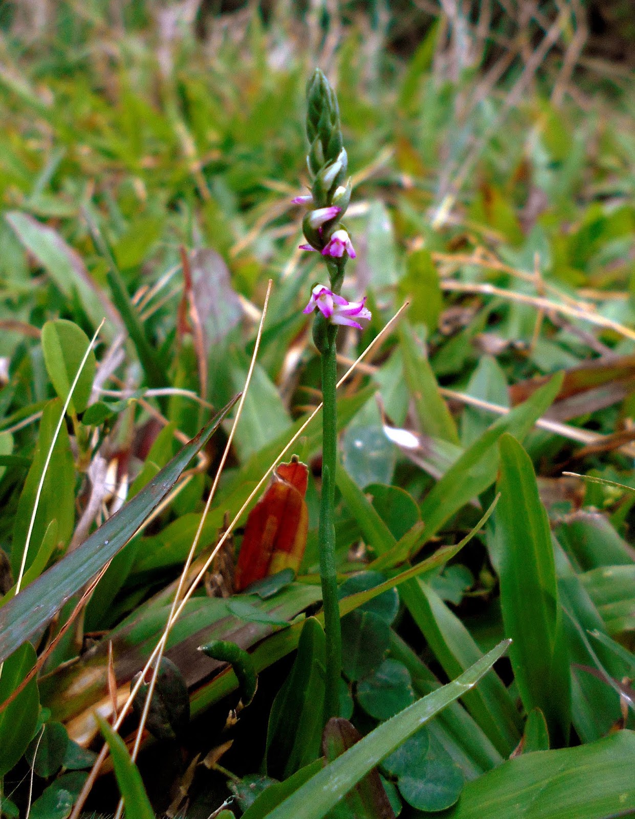 An orchid weed: Spiranthes sinensis