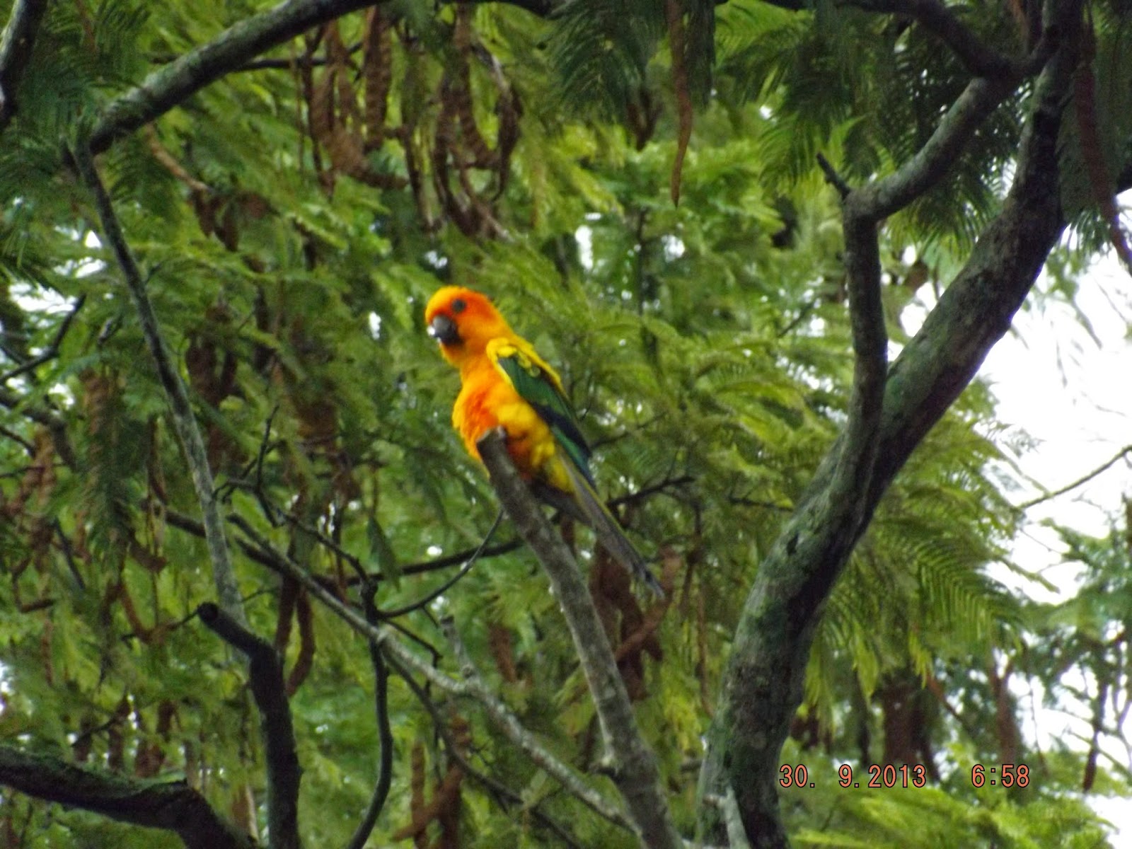 Amazonia Legal Brasileira: Pássaros da Amazônia