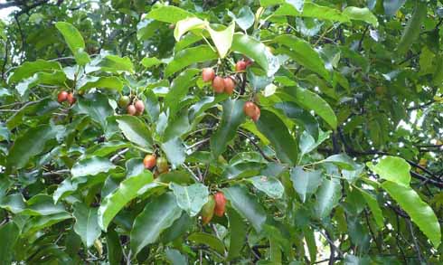 Religious Significance of Bakula Tree in Hinduism – Kesara or Spanish ...