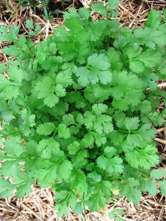 Eudlo Seed Savers Group: Growing & Saving Coriander Seed