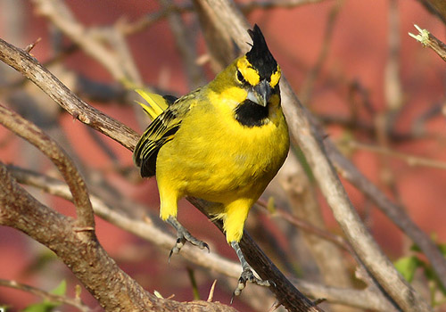 BARRY the BIRDER: Rare Yellow Northern Cardinal becoming less rare