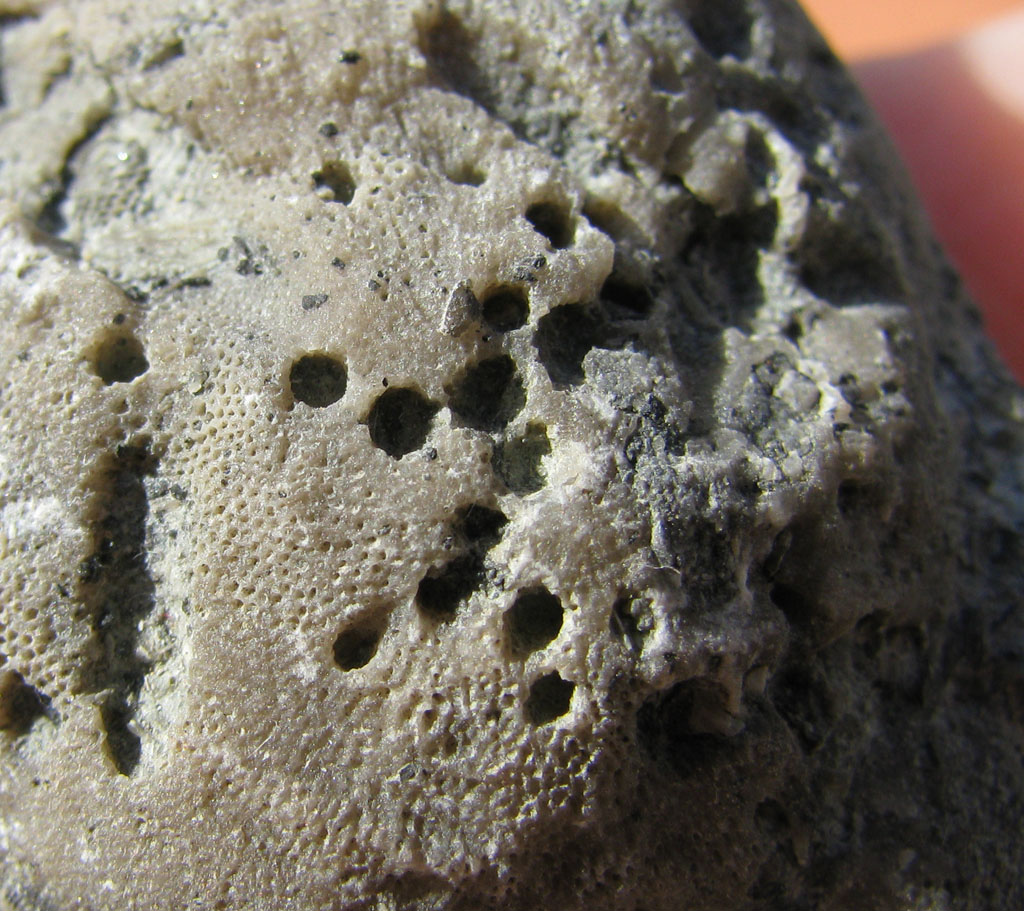 Views of the Mahantango: Trypanites borings in a Prasopora bryozoan ...