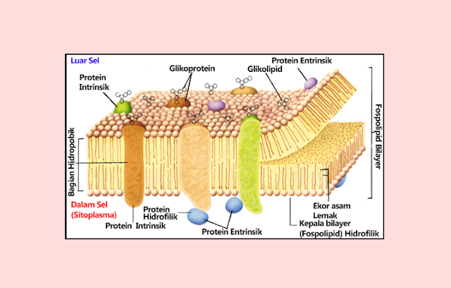 Sel : Pengertian, Struktur, Fungsi, Bagian - cekrisna Sel : Pengertian, Struktur, Fungsi, Bagian - cekrisna