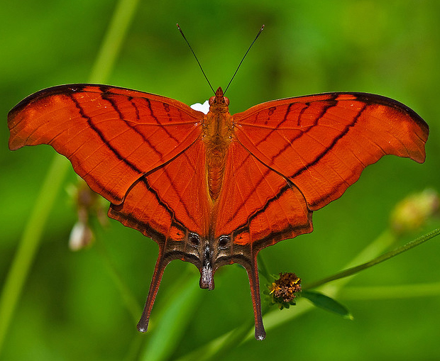 Ruddy Daggerwing ~ Butterfly of The Earth