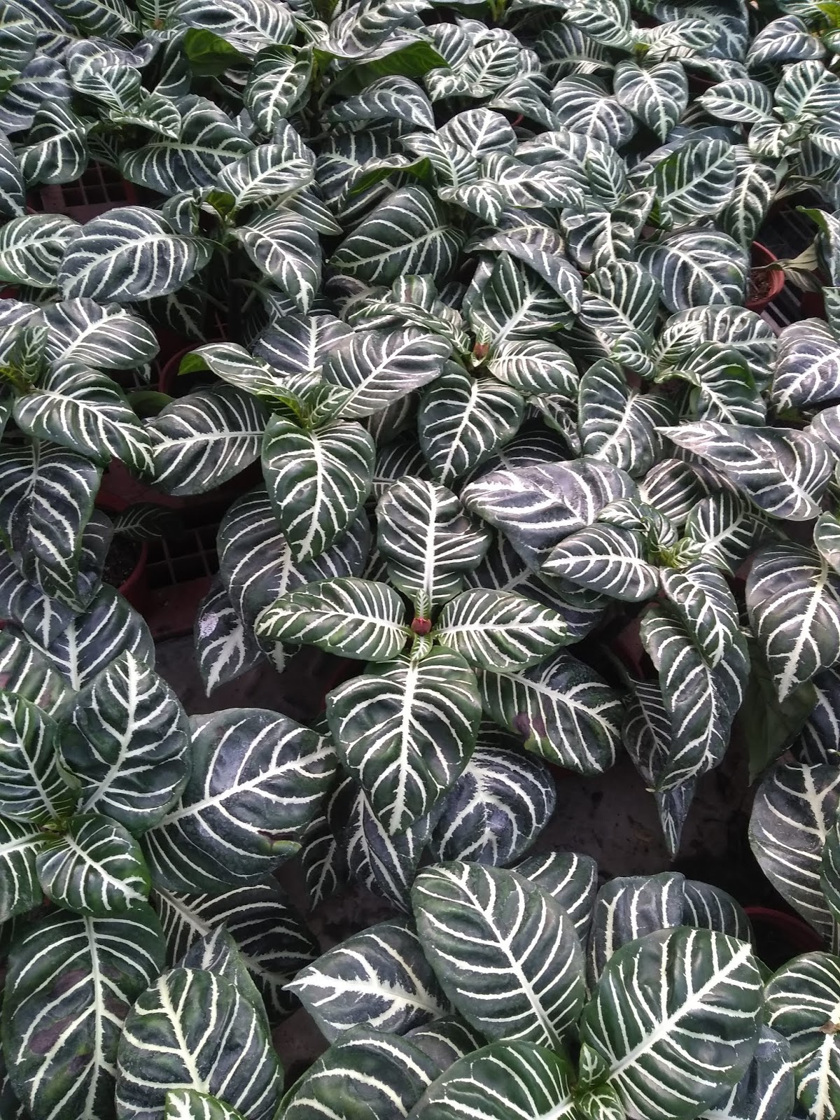 Aphelandra. Aphelandra squarrosa. Afelandra, planta interior. Cebra ...