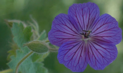 Derrière les murs de mon jardin: C’est bientôt la fête