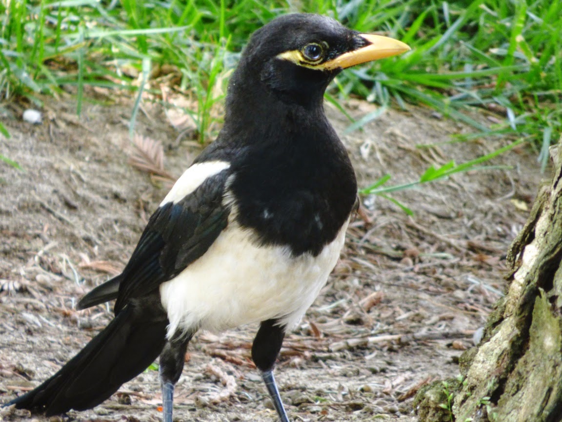 Geotripper's California Birds: Welcome to Geotripper's California Birds!