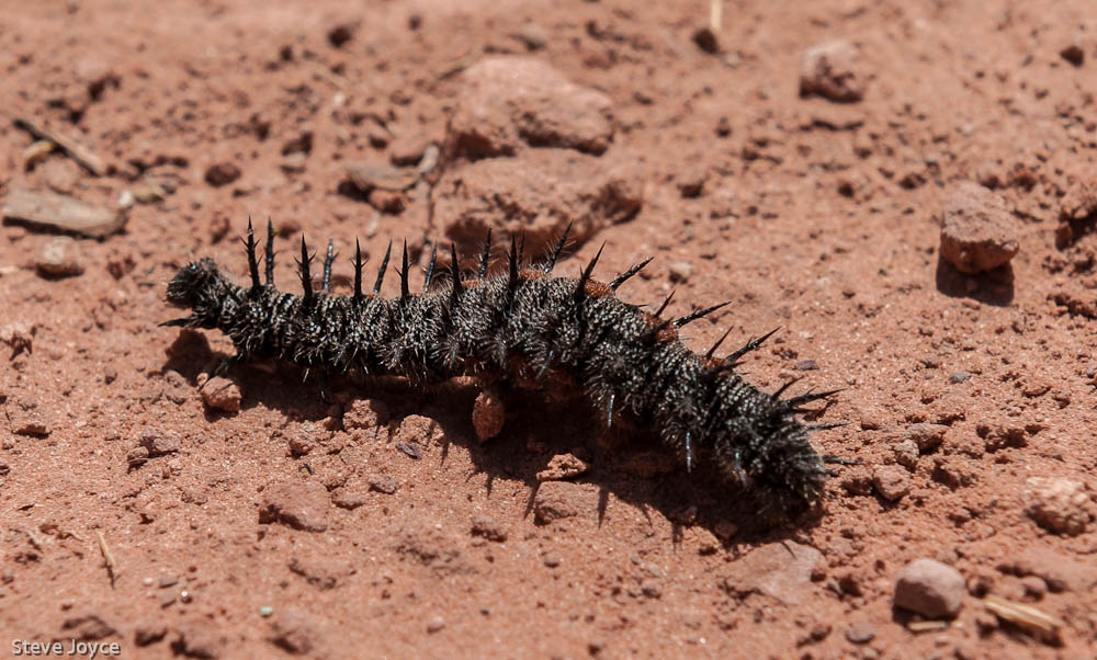 Steve Joyce's BLOG: Moab - Animals