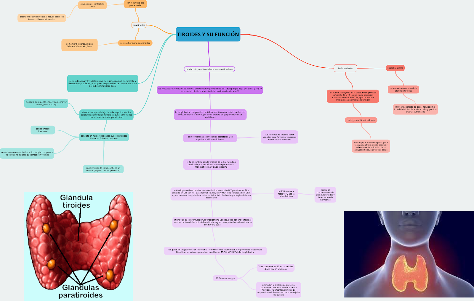 tiroides y su función
