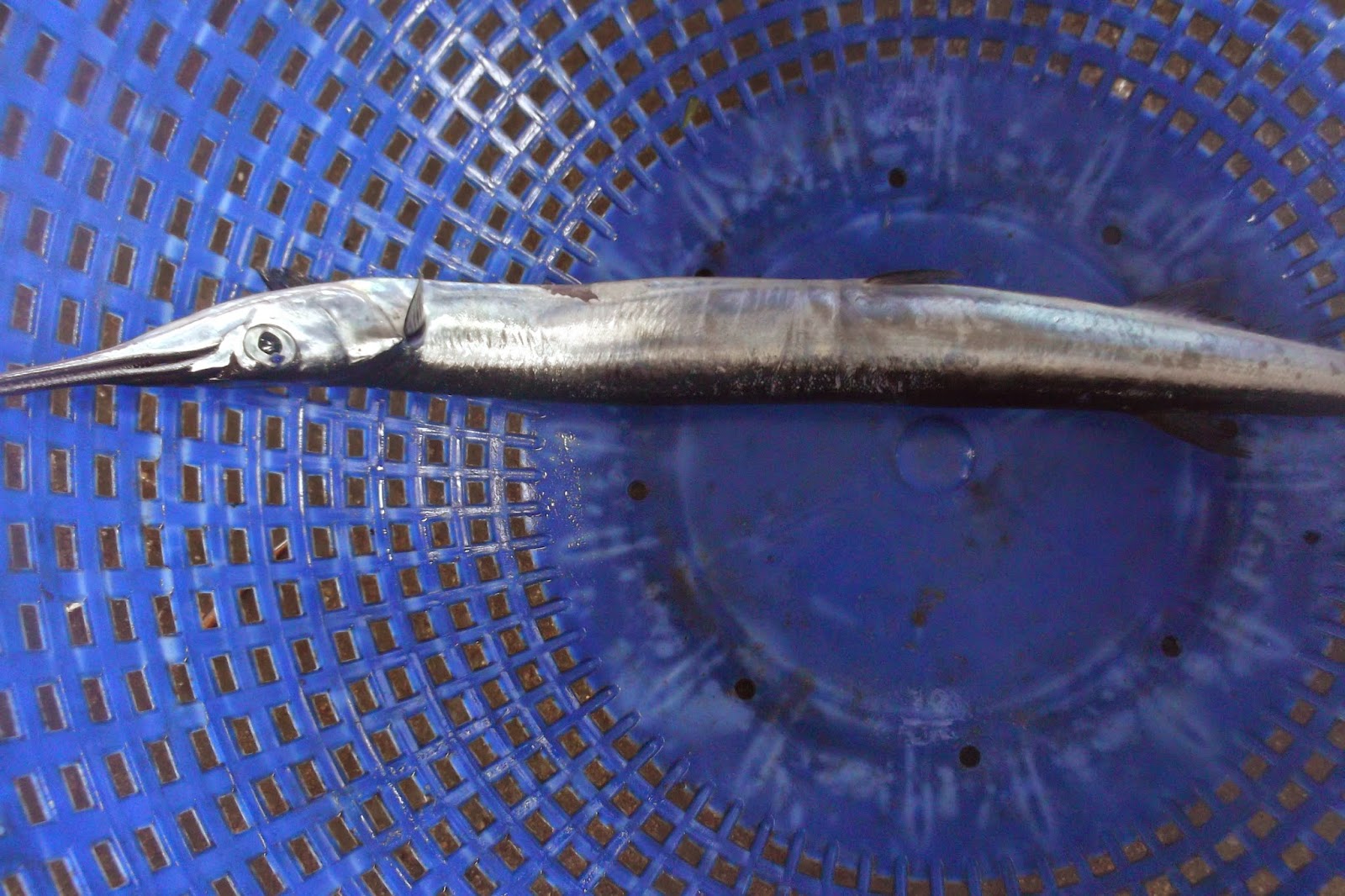 NEGOMBO SEAFOODS: HABARALIYA