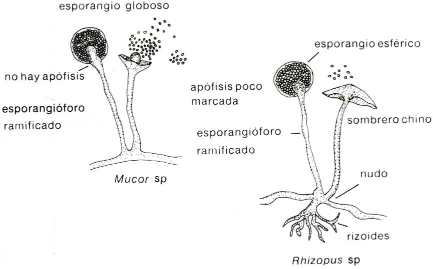 Microbiología y Epidemiología: Muccor sp.