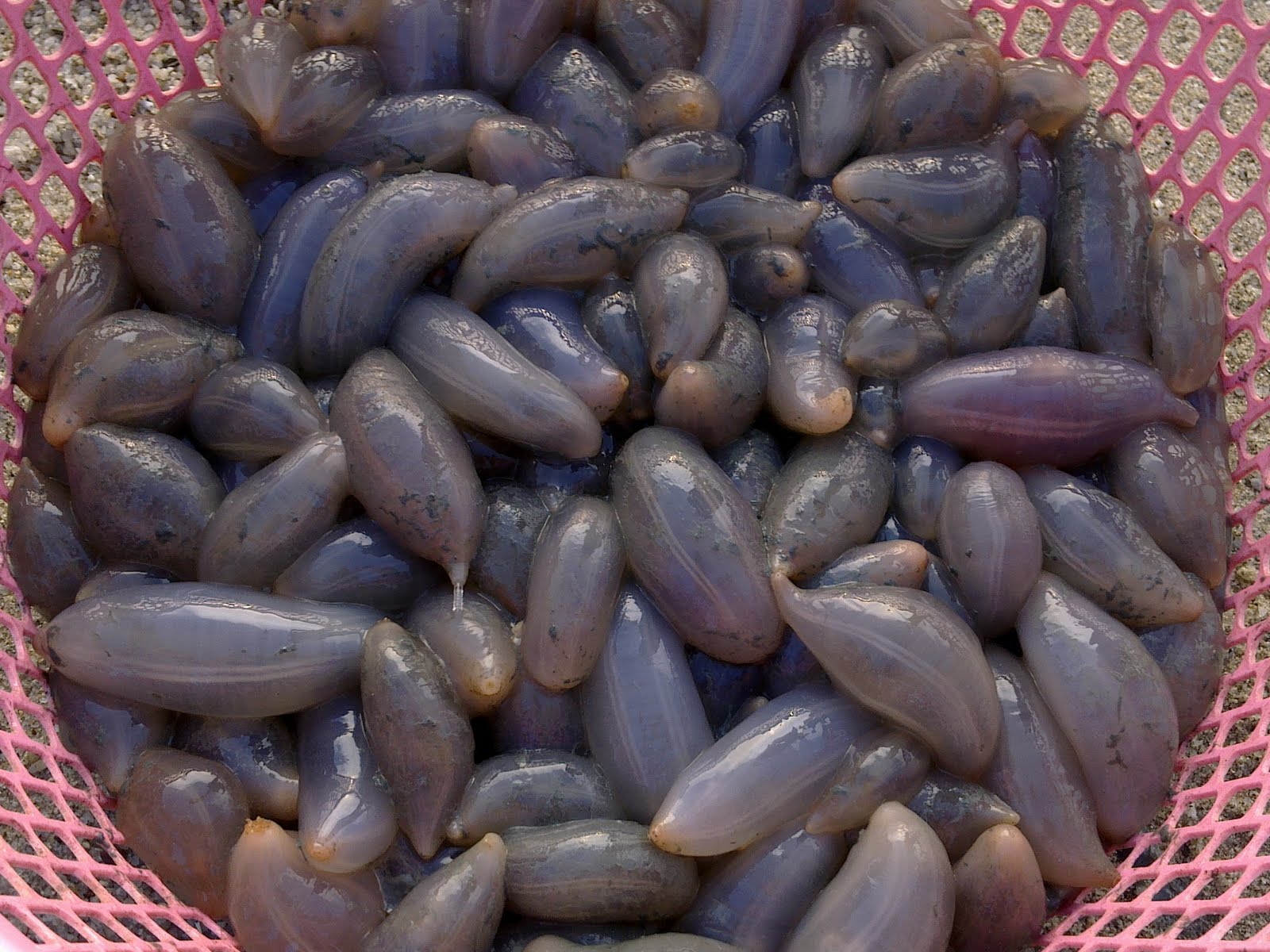 Kerabu 'bronok', hidangan wajib jika ke Langkawi