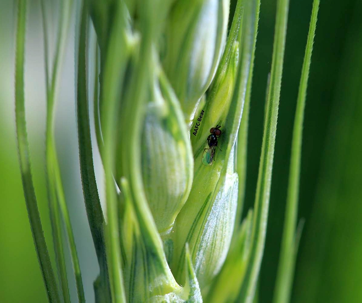 Prairie Pest Monitoring Network Blog: Wheat midge (July 11, 2019; Wk 14)