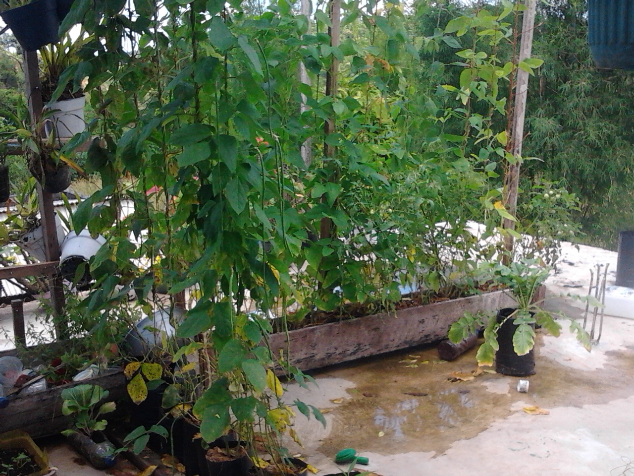 20+ Tanaman Rambat Kawat, Terkeren!