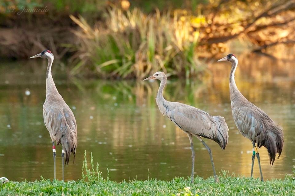 CURIOSO POR NATURALEZA: REPRODUCCIÓN RECIENTE DE GRULLA COMÚN EN ESPAÑA ...