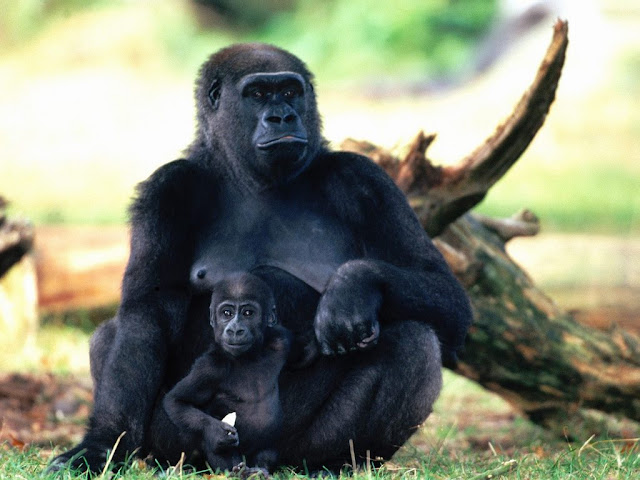 Gorilla | The Biggest Animals Kingdom