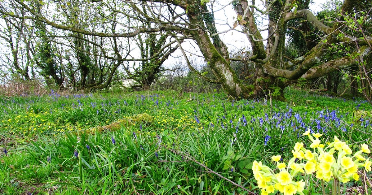 The Walks of David Keates: Warton Crag and Gait Barrows
