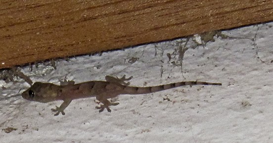 The Herpetology of Trinidad and Tobago: House Gecko, Hemidactylus ...