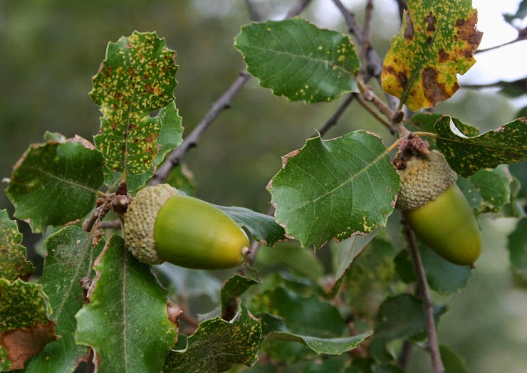 Flora y Fauna de las Sierras de Jaén: QUEJIGO