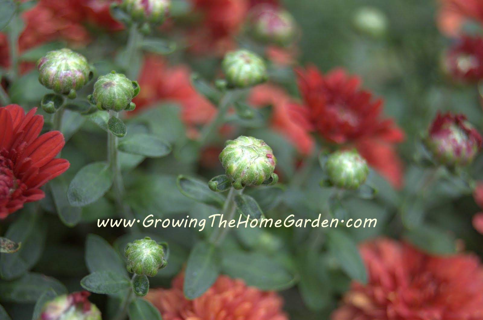 Red Mums (Photo Post!) – Growing The Home Garden