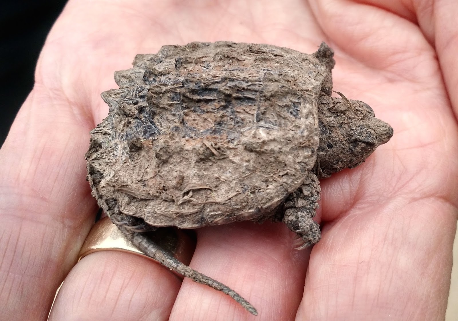 Springfield Plateau: Baby Snapping Turtle