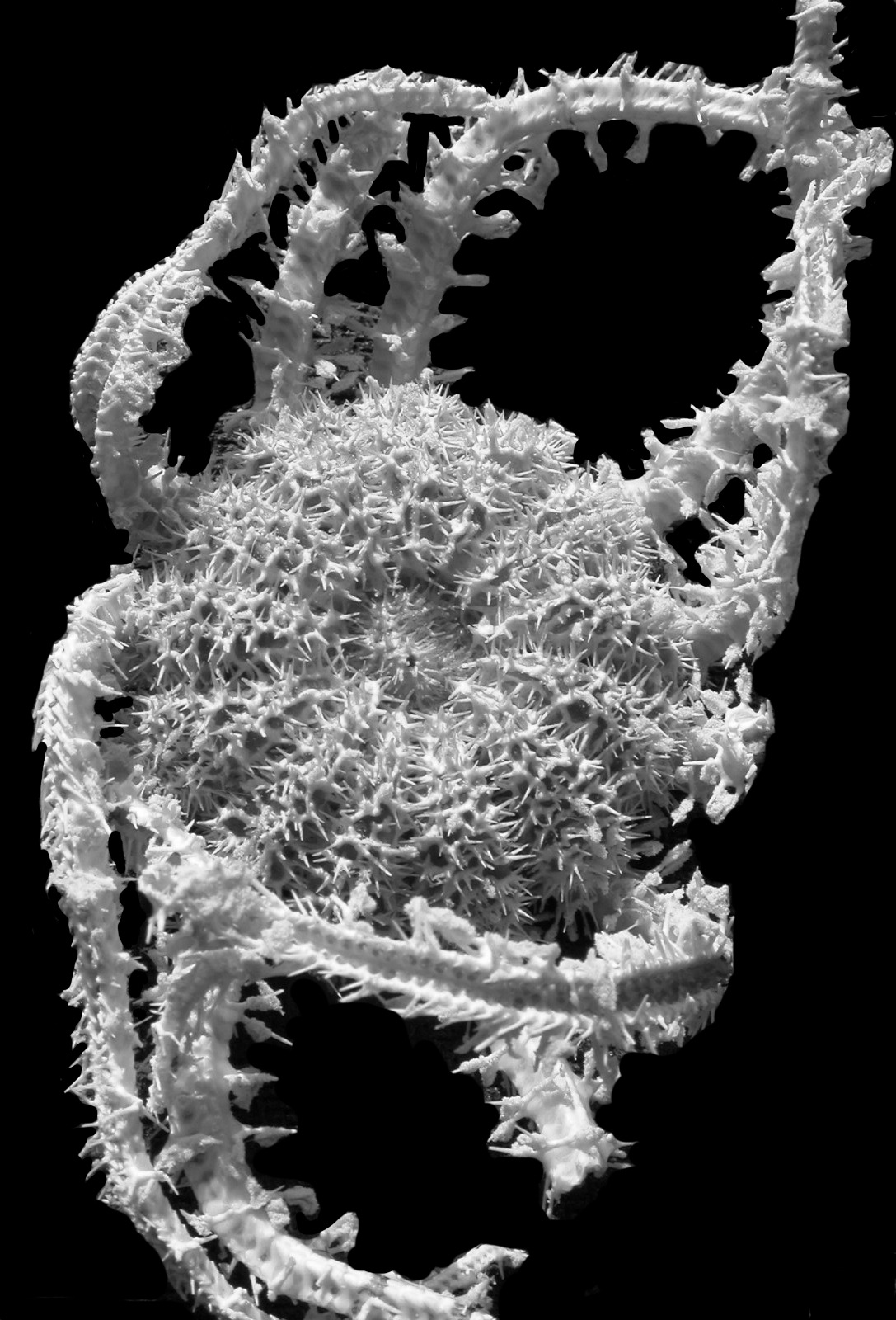 The Echinoblog: 10 of the WEIRDEST Antarctic Invertebrates!!