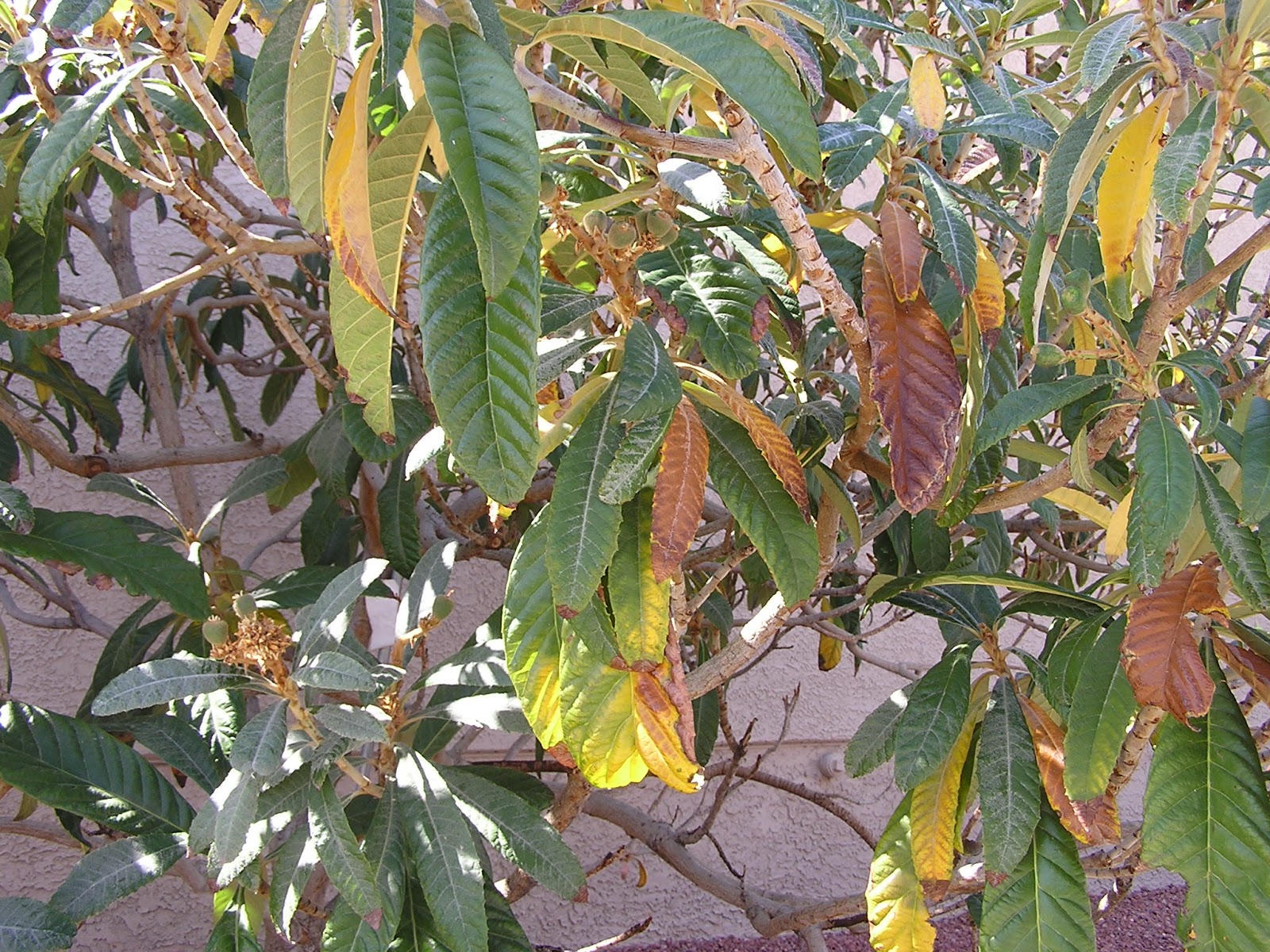 Xtremehorticulture of the Desert: Eliminating Lawn Can Lead to Problems ...