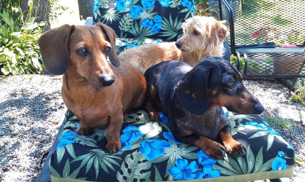 My Three Doxsons: You Just Have to Have a Wiener Dog Slicer