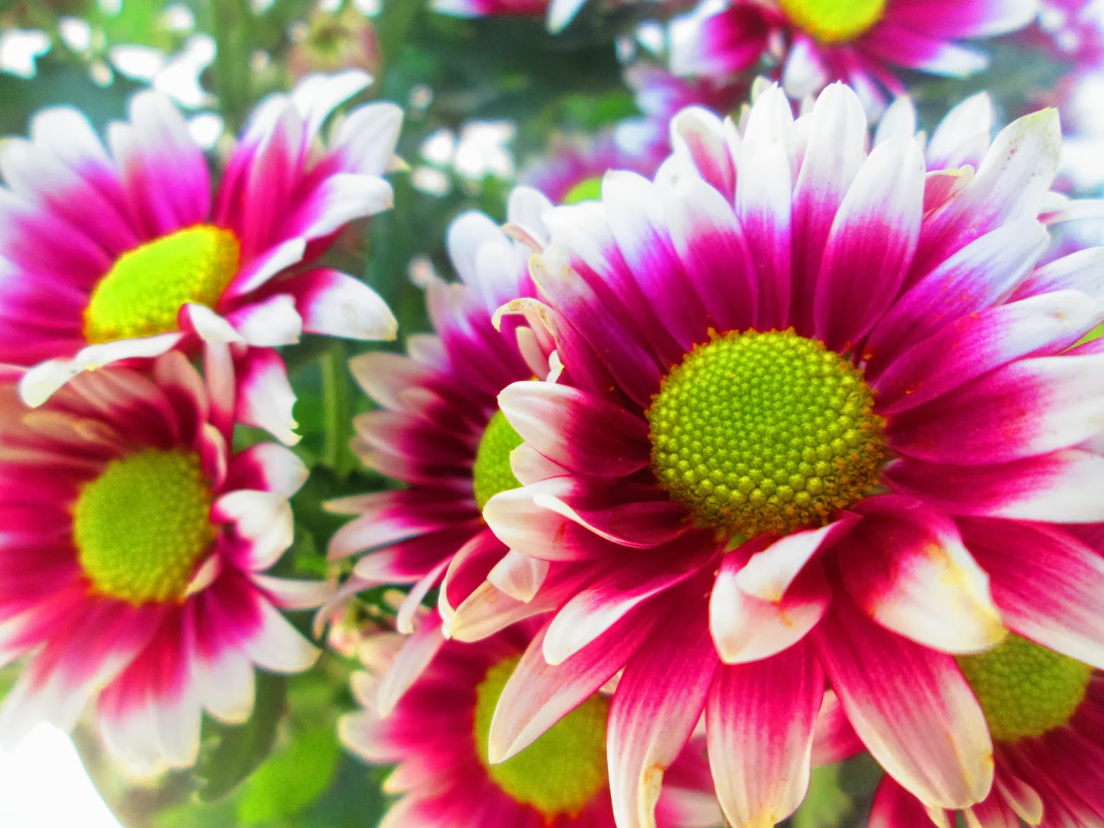 Cerita Ruriiro: Bunga Krisan pertamaku