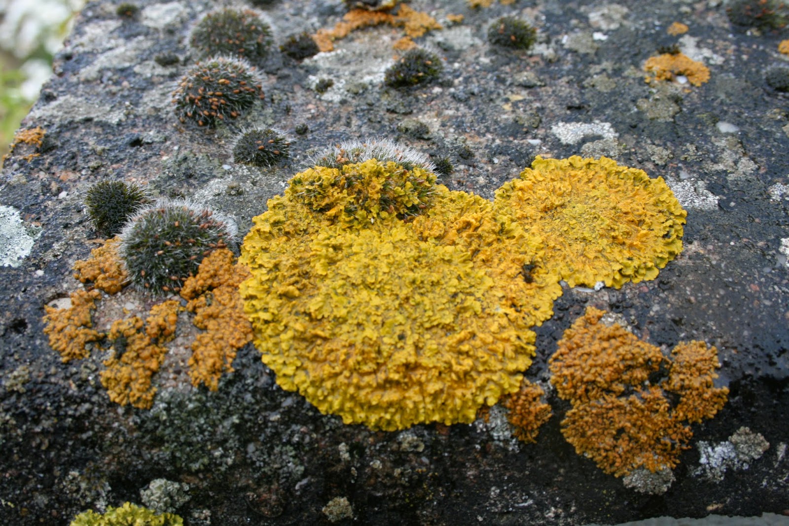 La symbiose des lichens.