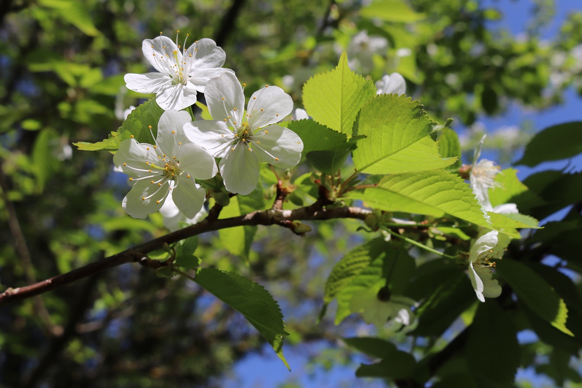 Le biotope du Merisier et des fourmis.
