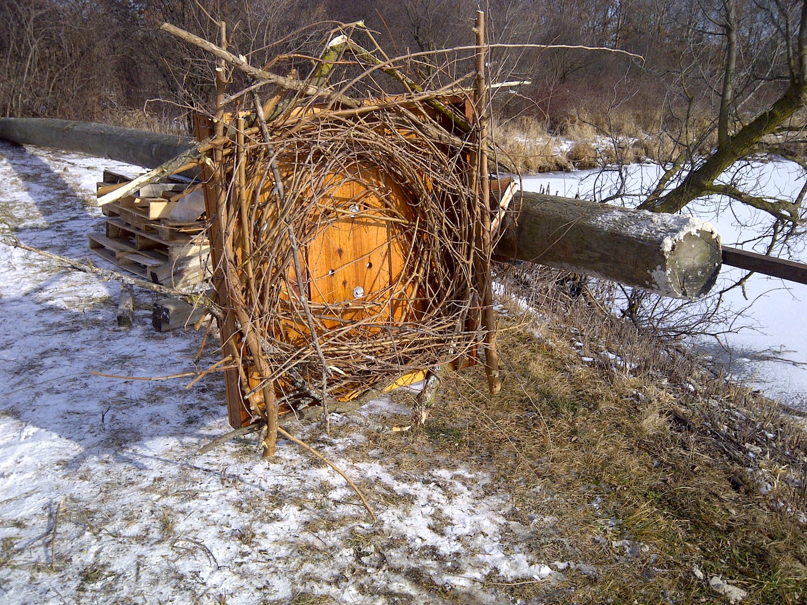 Fermilab Natural Areas: Osprey Nest available at Nepese Marsh
