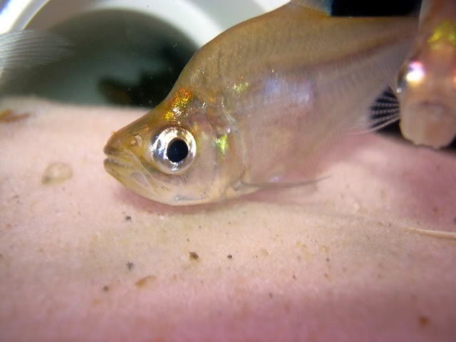 HEADSTANDER FISH photos - wallpapers | the fun bank