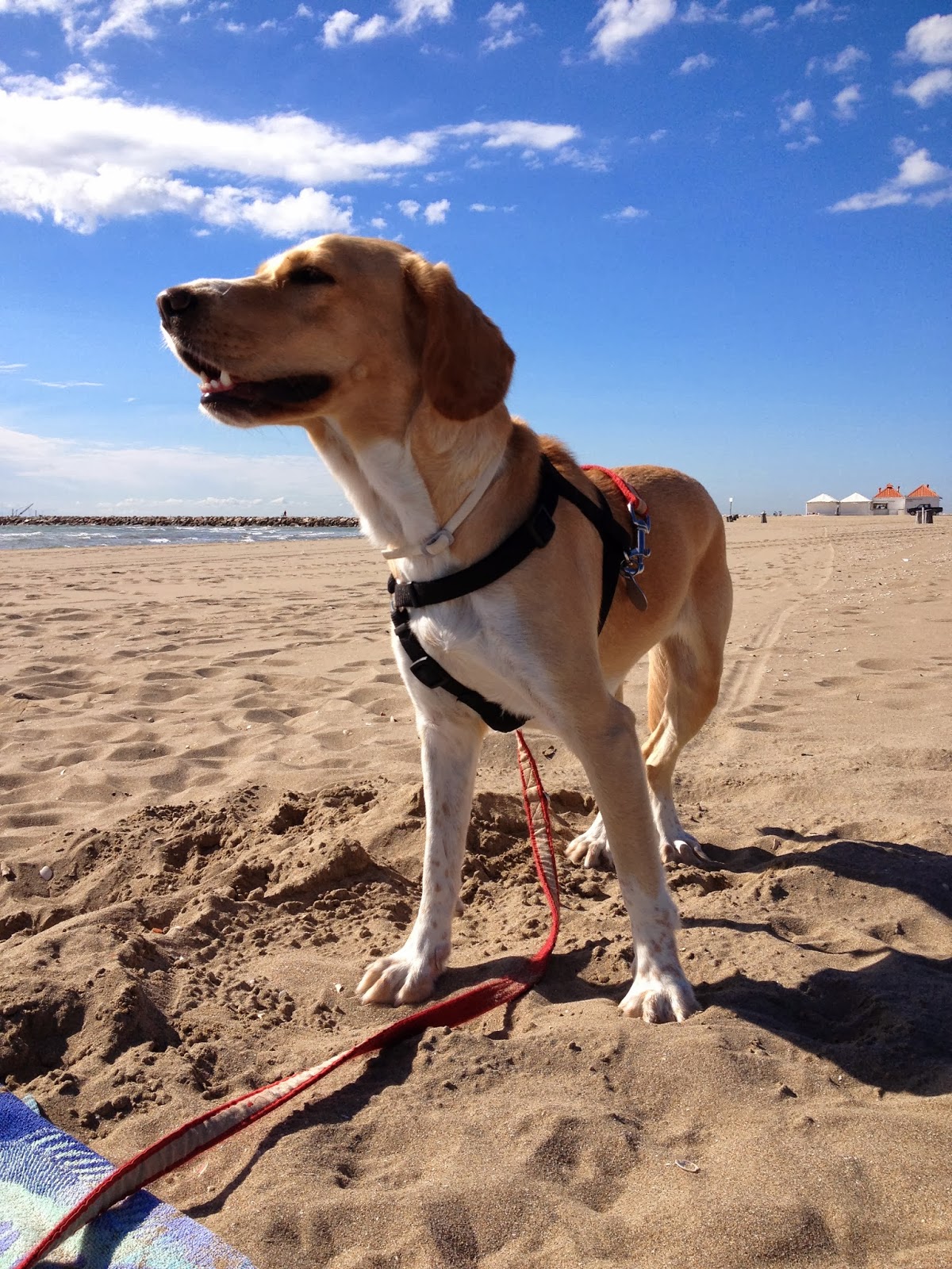 Spanador, Cockerdor, Mini Labi oder einfach Emma