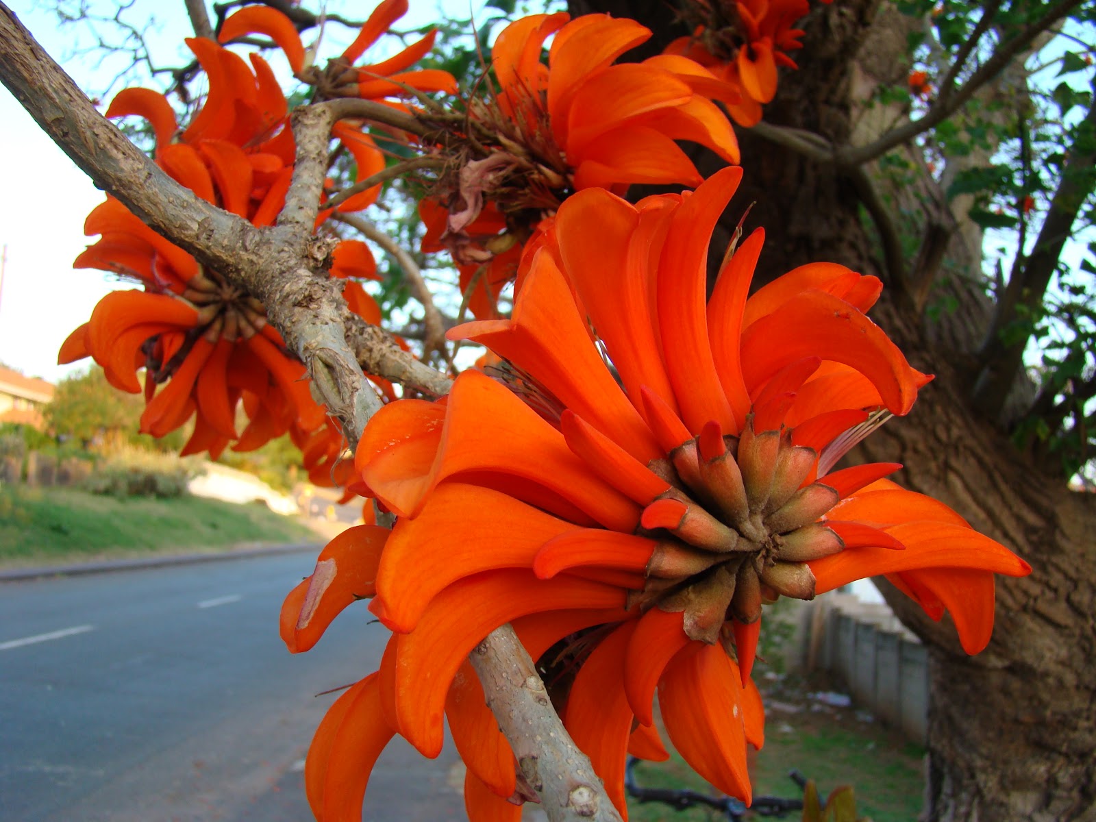 Environmental Rehabilitation and Indigenous Landscape Design: Erythrina ...